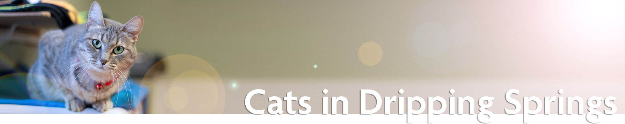 Cats in Dripping SpringsPAWS Shelter of Central TexasA Small Shelter ...